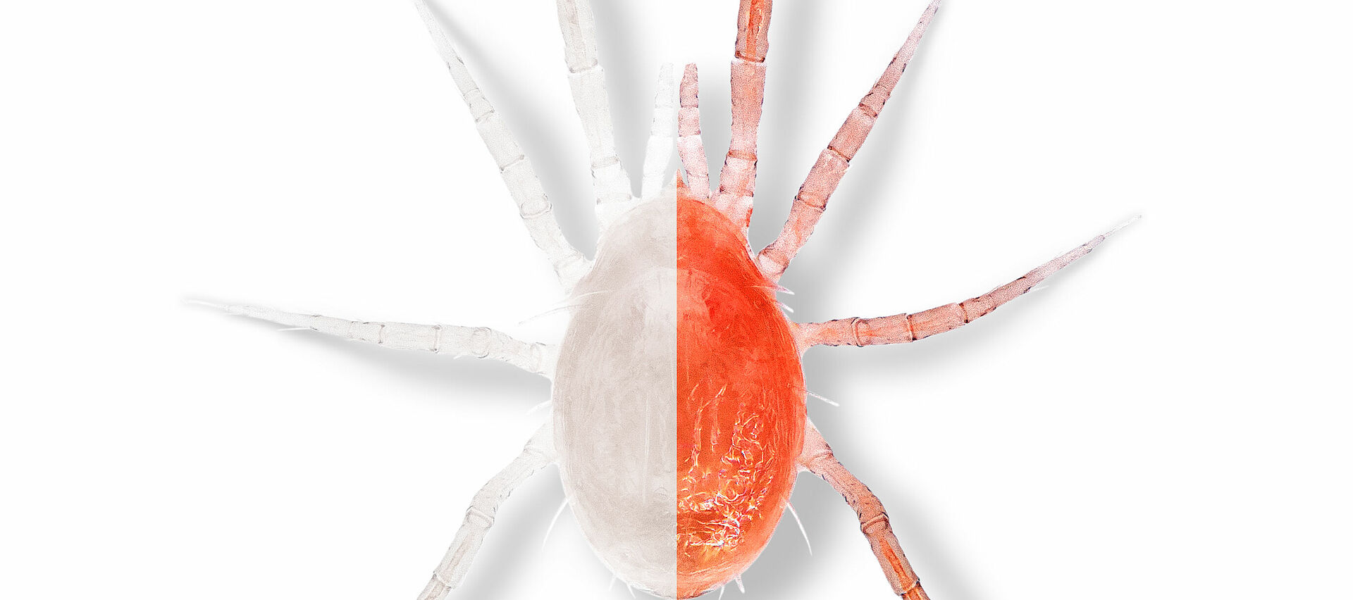Van Dijk: Effective Spider Mite Control with Spidex Vital