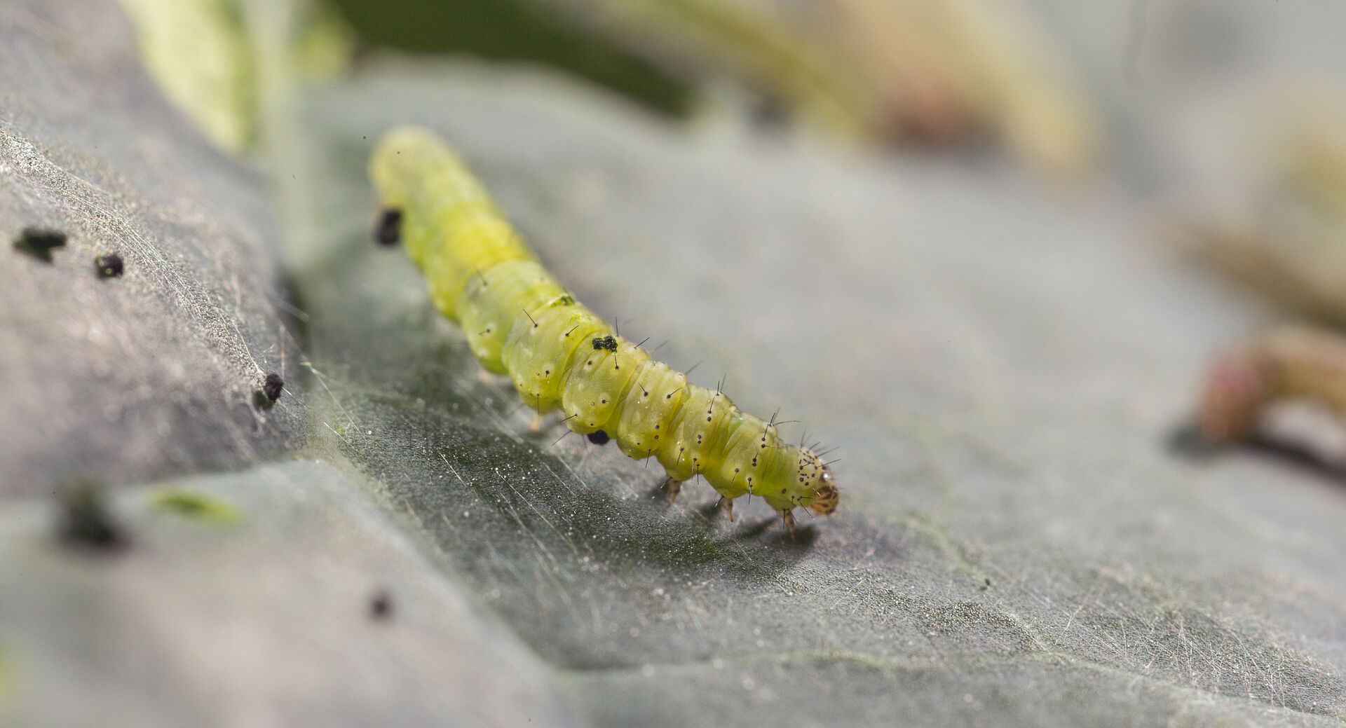 Diamond back moth - Biocontrol, Damage and Life Cycle