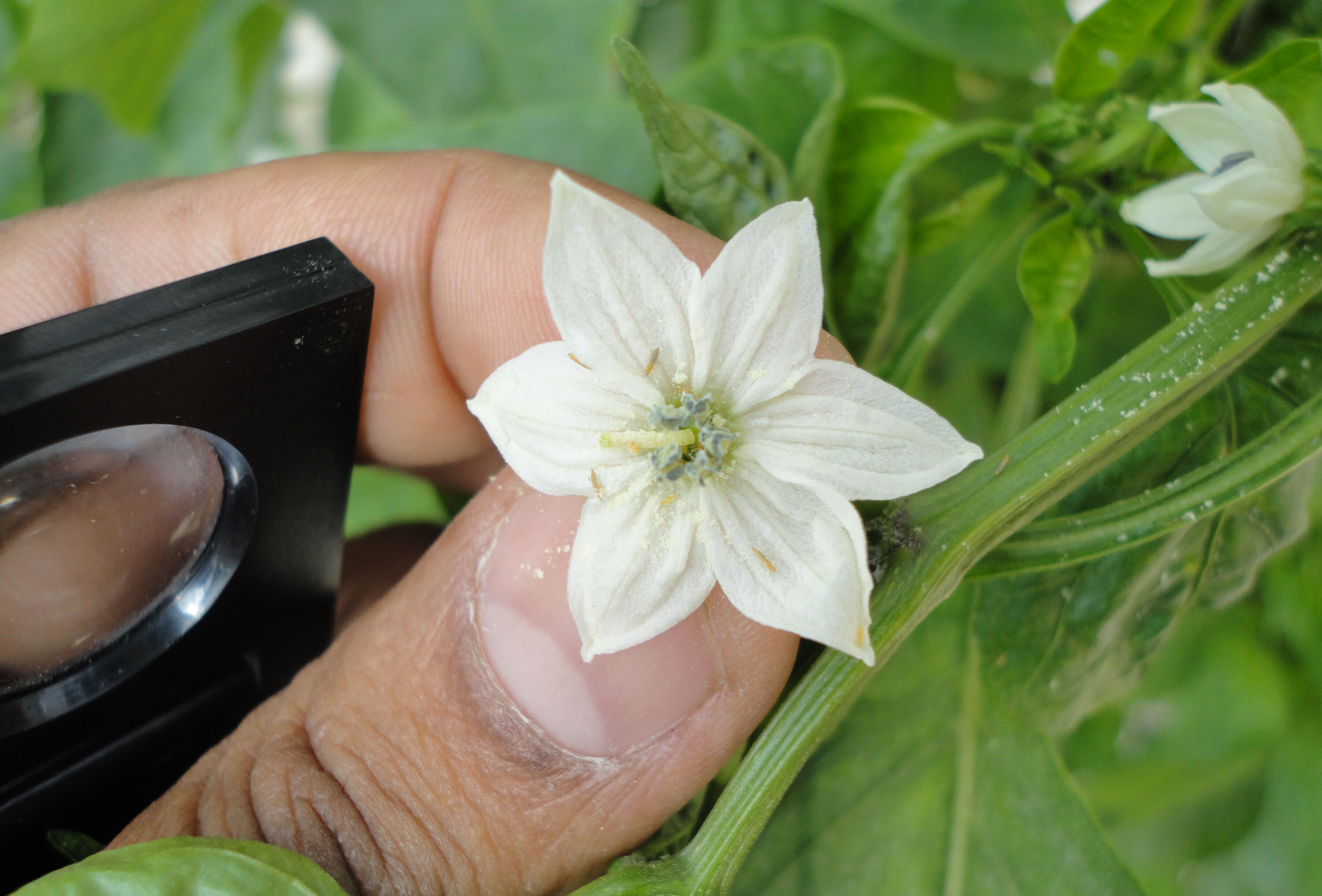 Chilli thrips - Biocontrol, Damage and Life Cycle