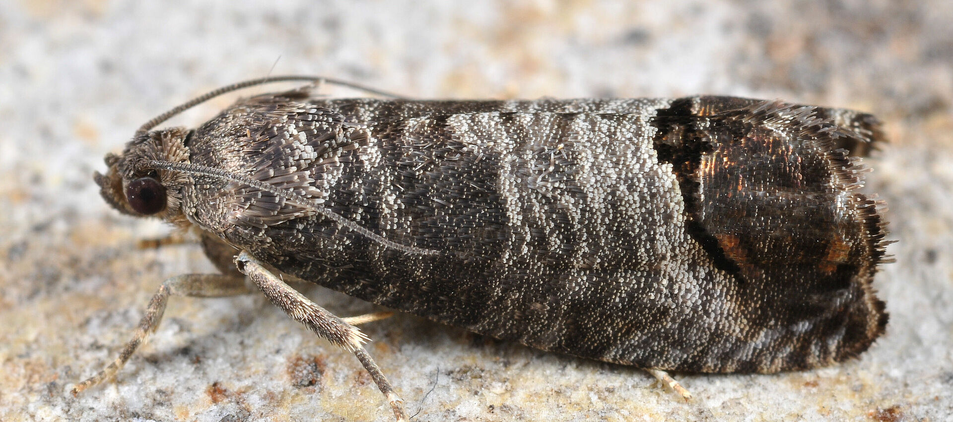 Codling moth - Biocontrol, Damage and Life Cycle