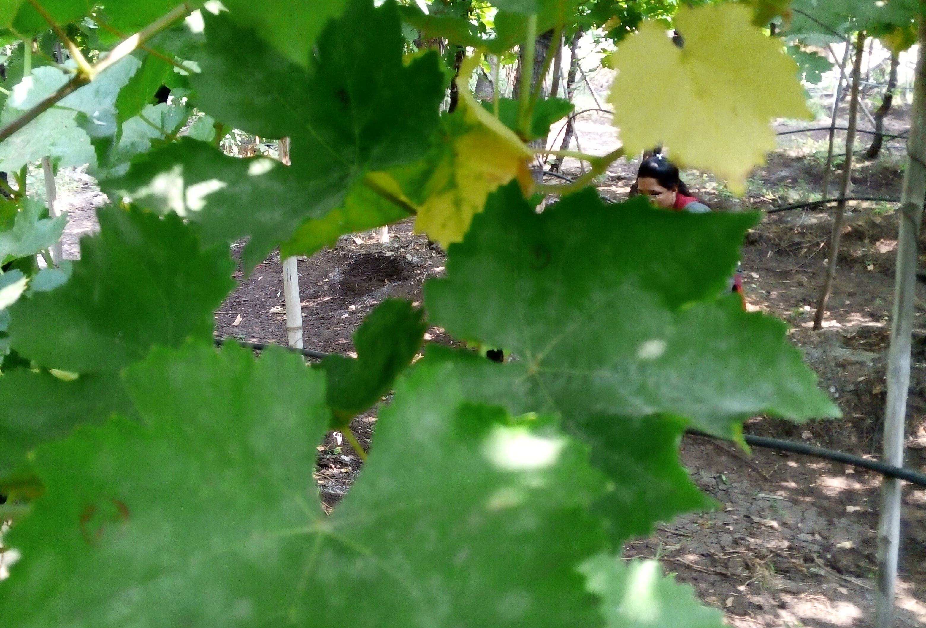 Grape powdery mildew - Prevention, Control and Damage