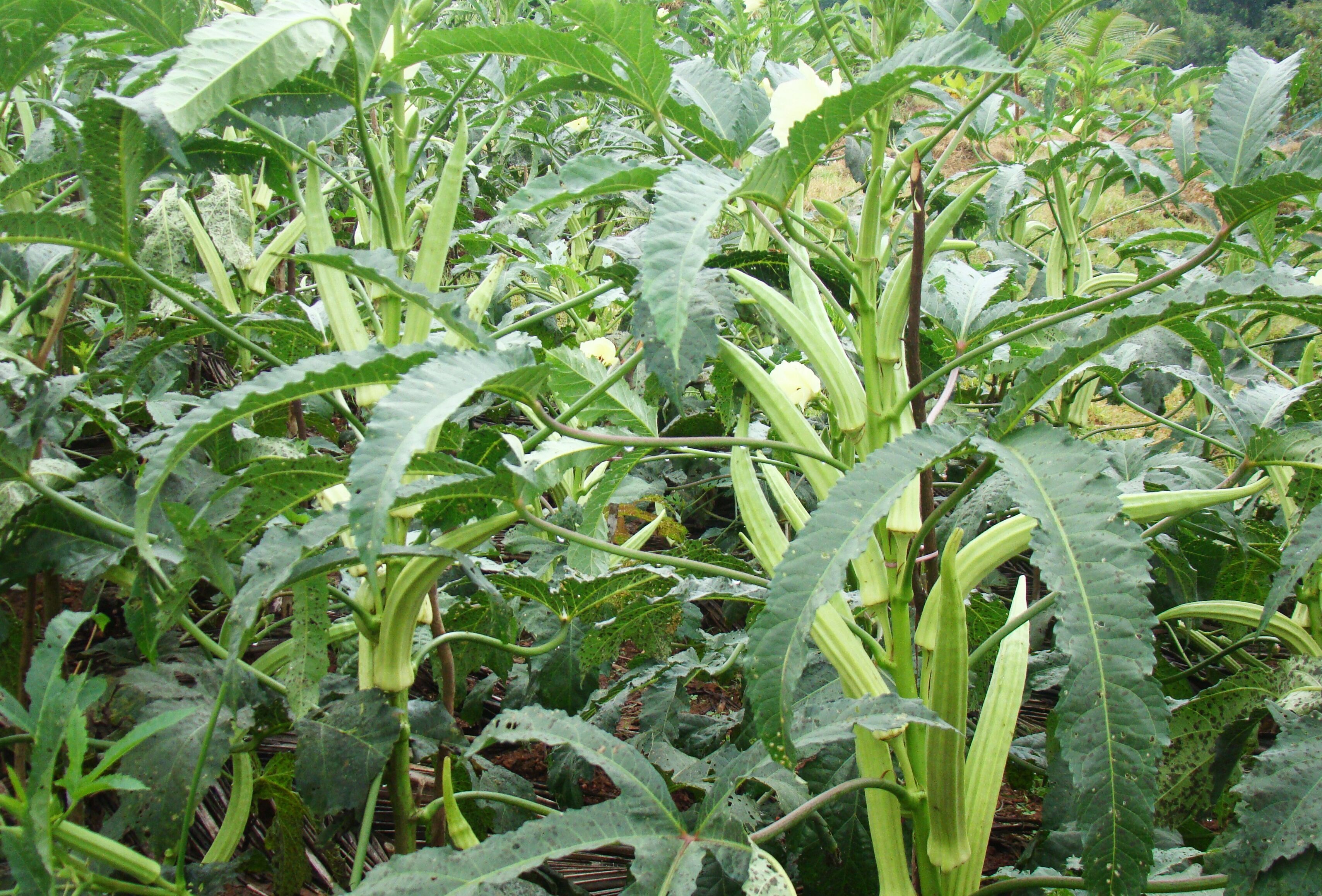 Bhendi/Ladies finger | Koppert India