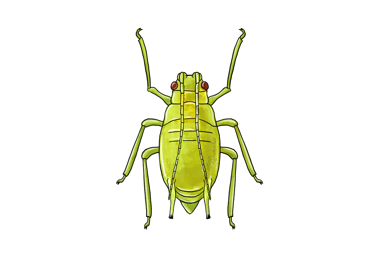 Aphids | Koppert India