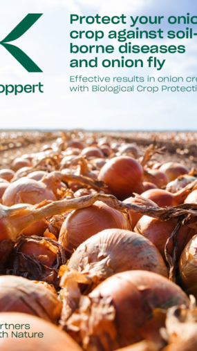 Effective control of onion fly and fusarium wilt | Koppert India