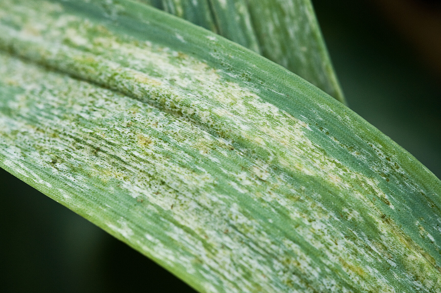Onion thrips - Biocontrol, Damage and Life Cycle