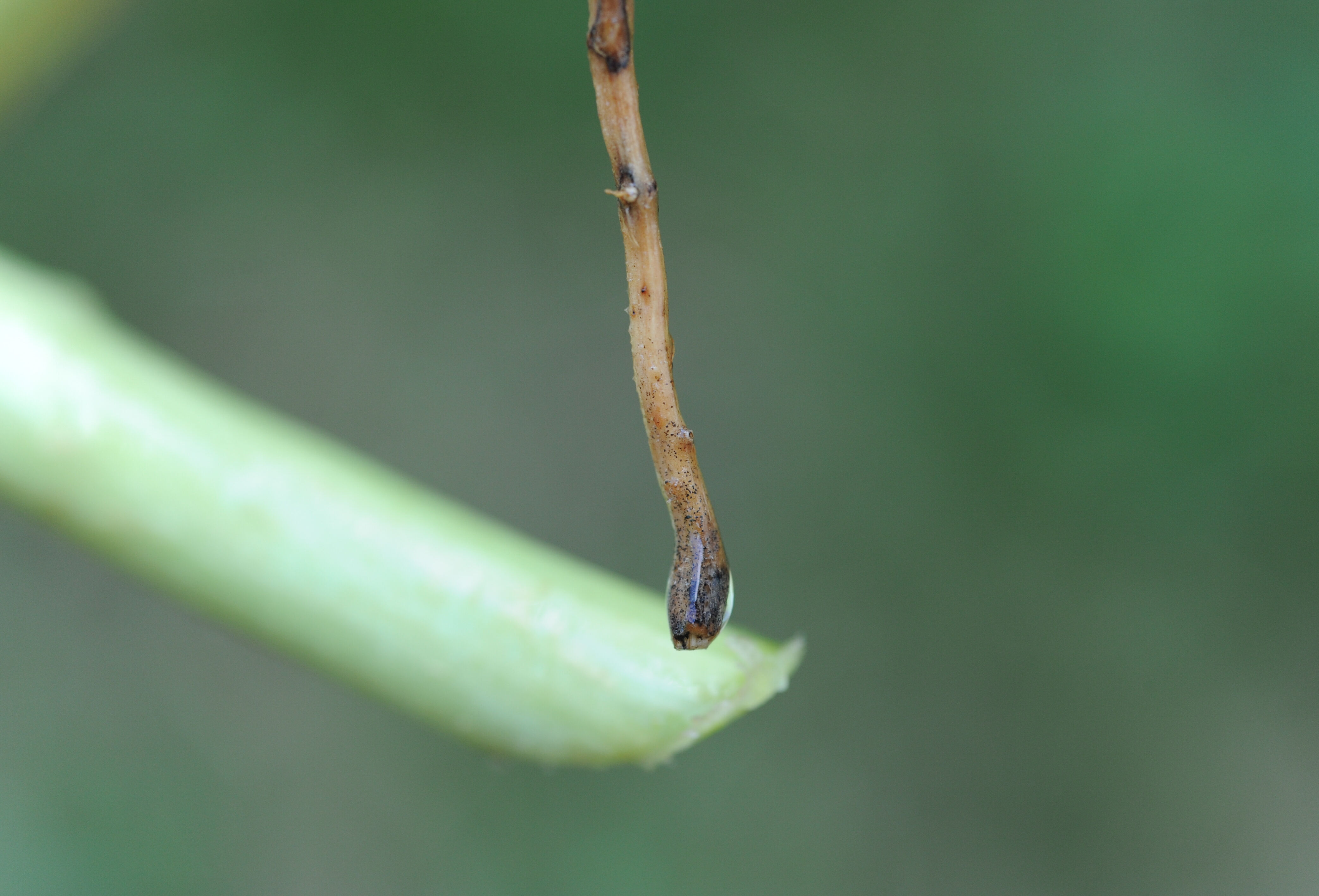 Black root rot of cucurbits - Prevention, Control and Damage