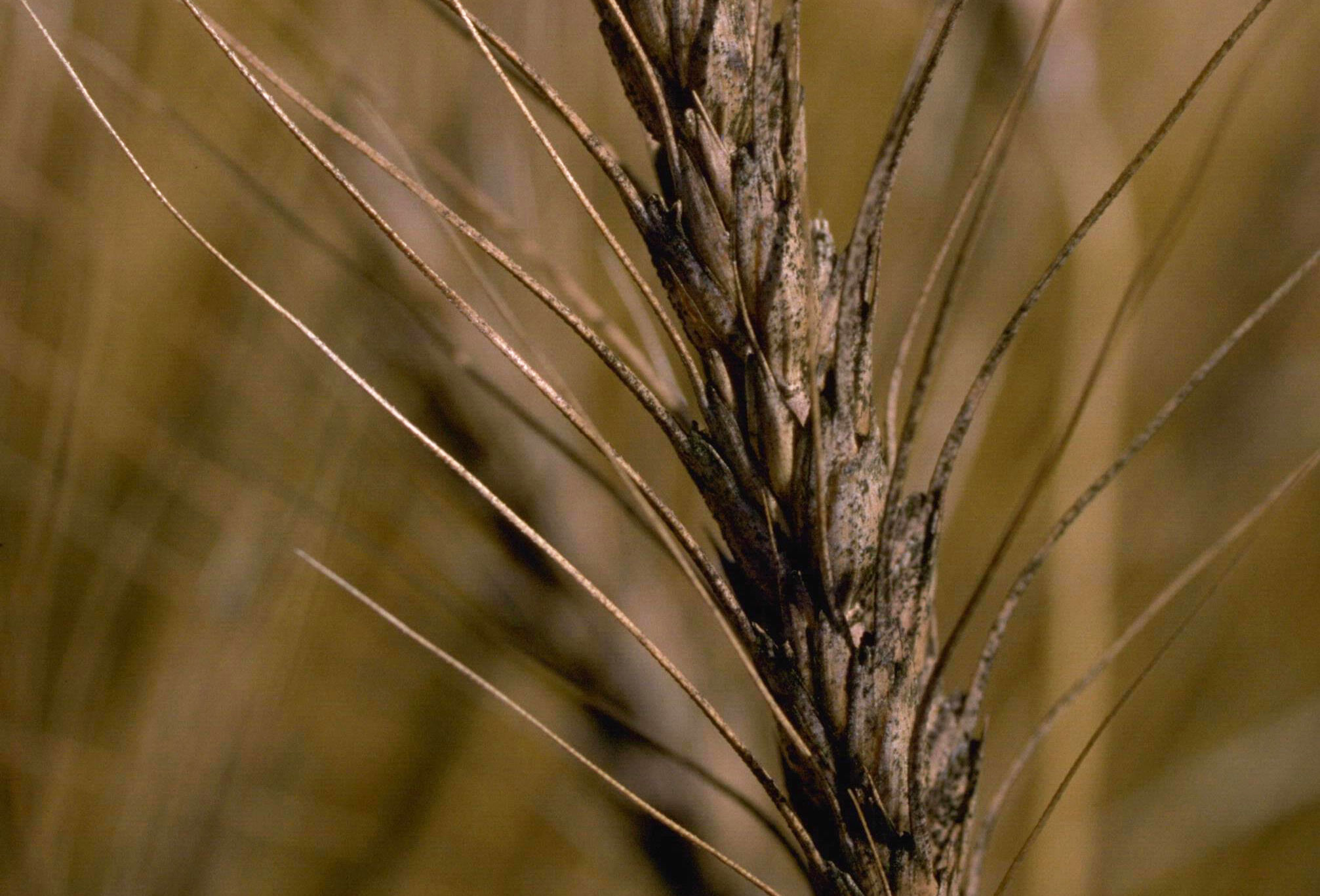 Fusarium head blight or scab - Prevention, Control and Damage