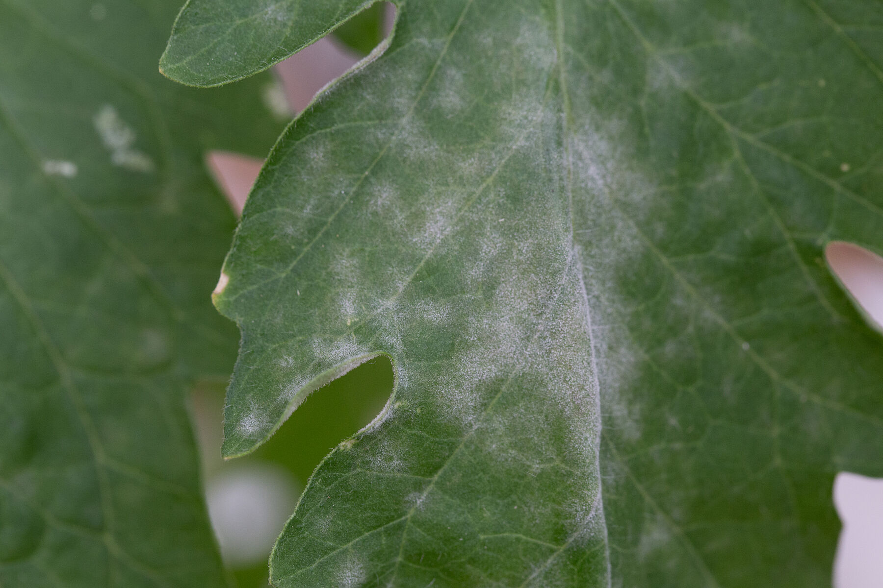 Powdery mildew - Prevention, Control and Damage