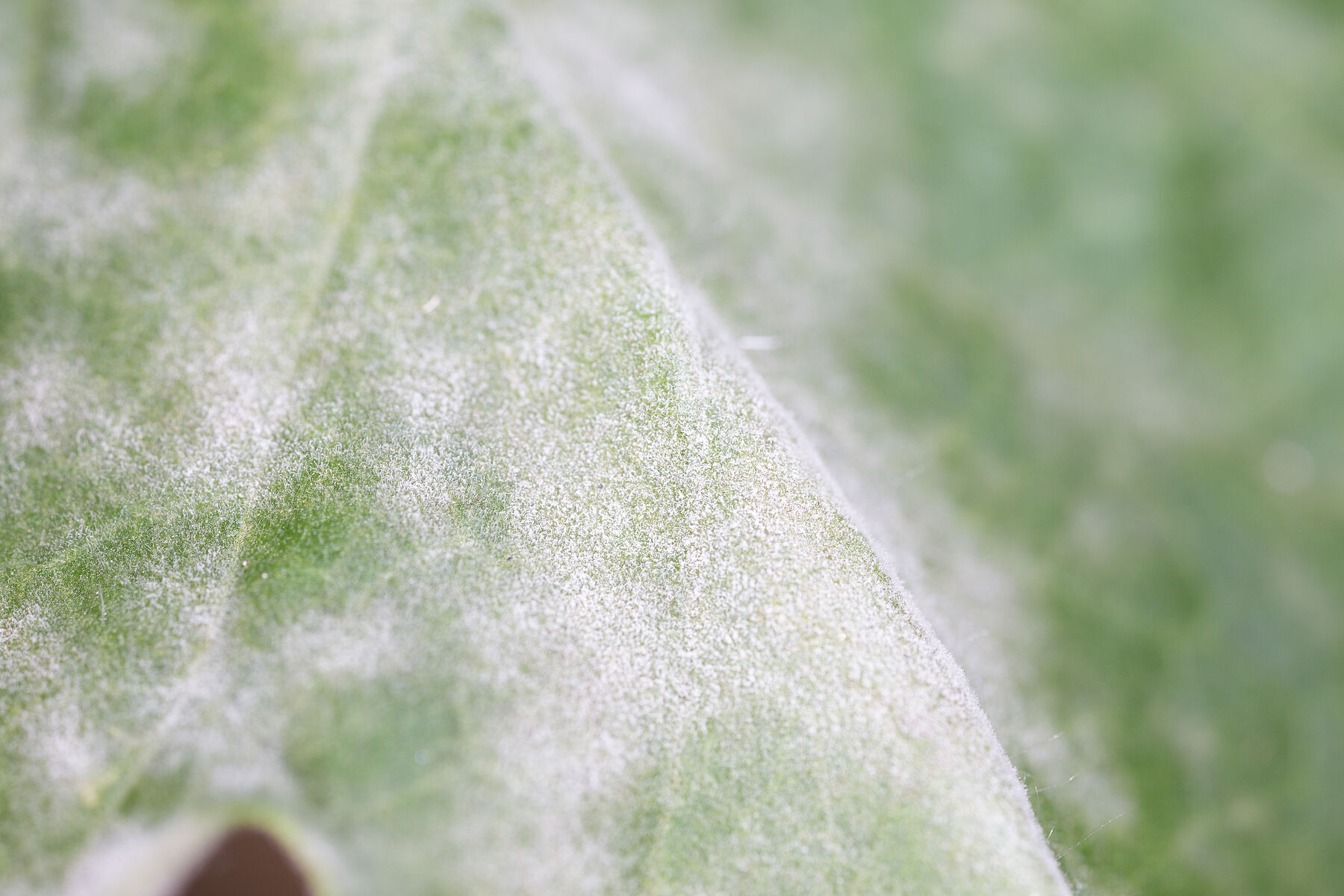 Powdery mildew - Prevention, Control and Damage