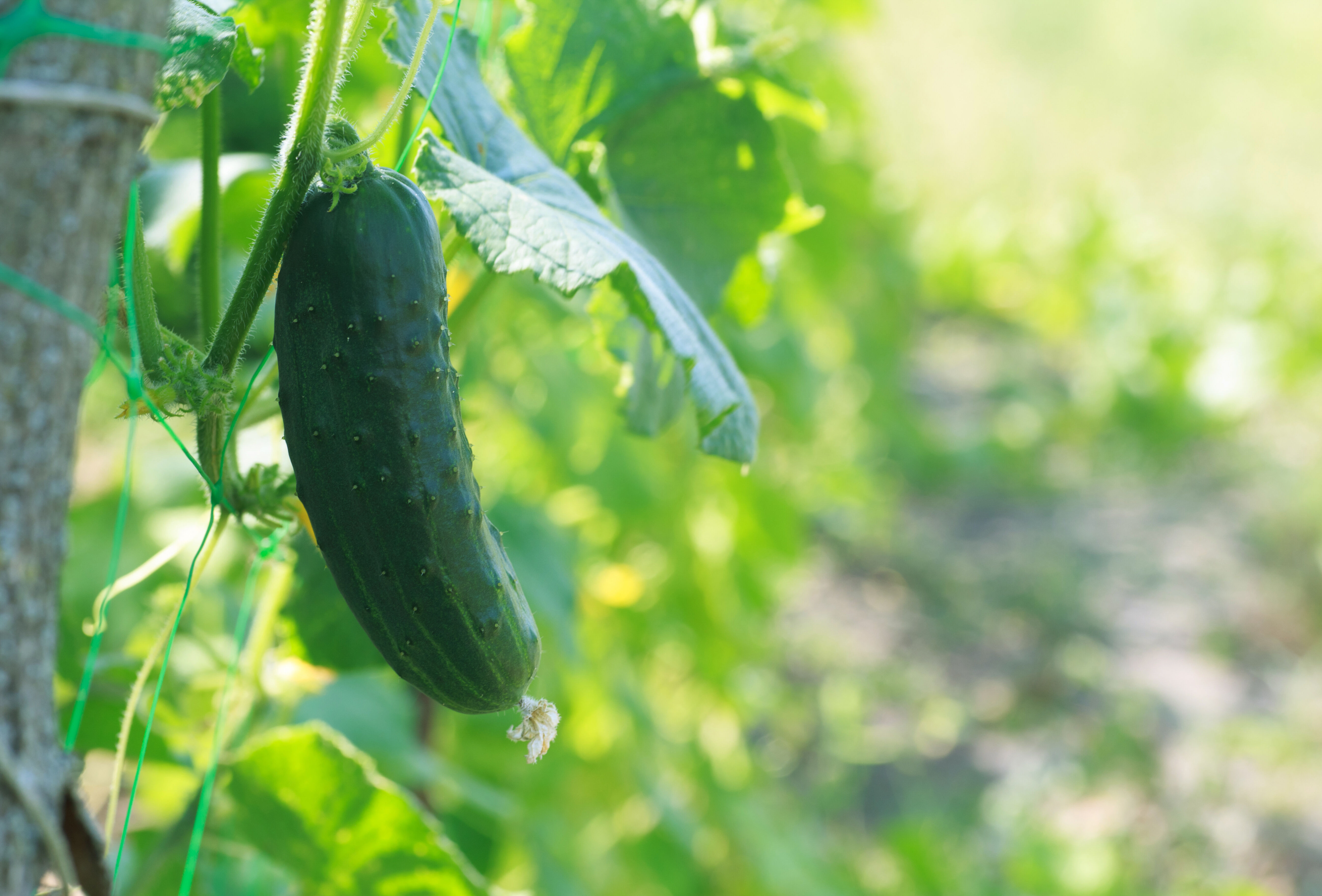 Gherkin | Koppert India