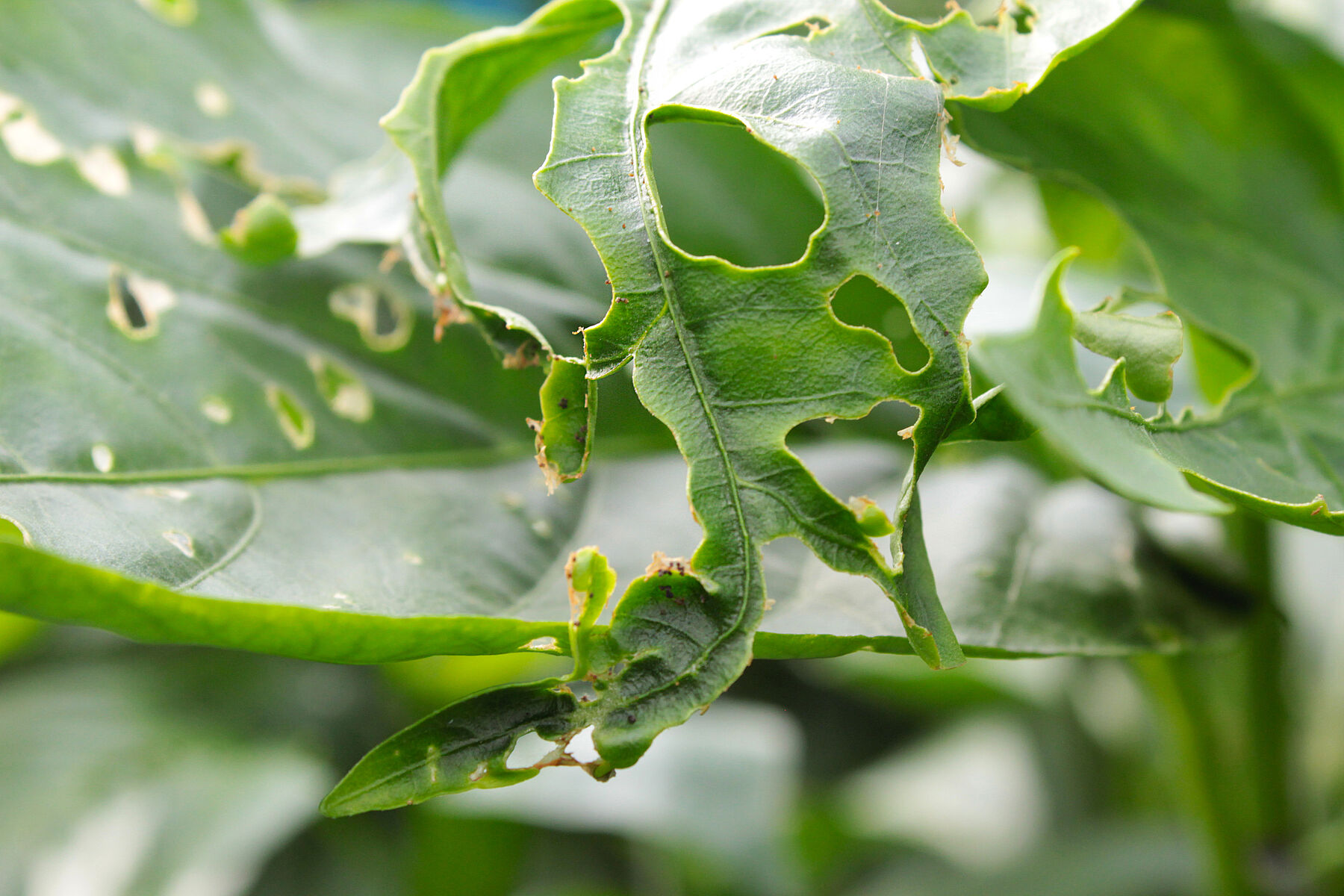Beet armyworm - Biocontrol, Damage and Life Cycle