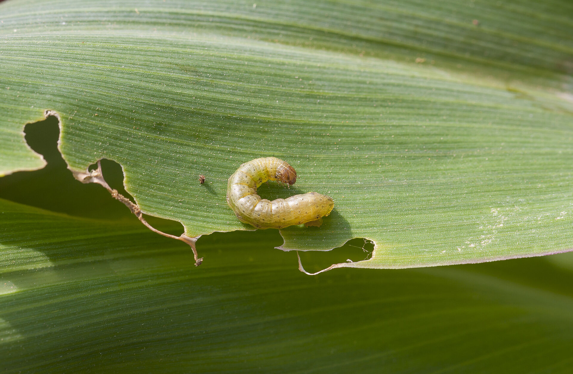 Fall armyworm - Biocontrol, Damage and Life Cycle