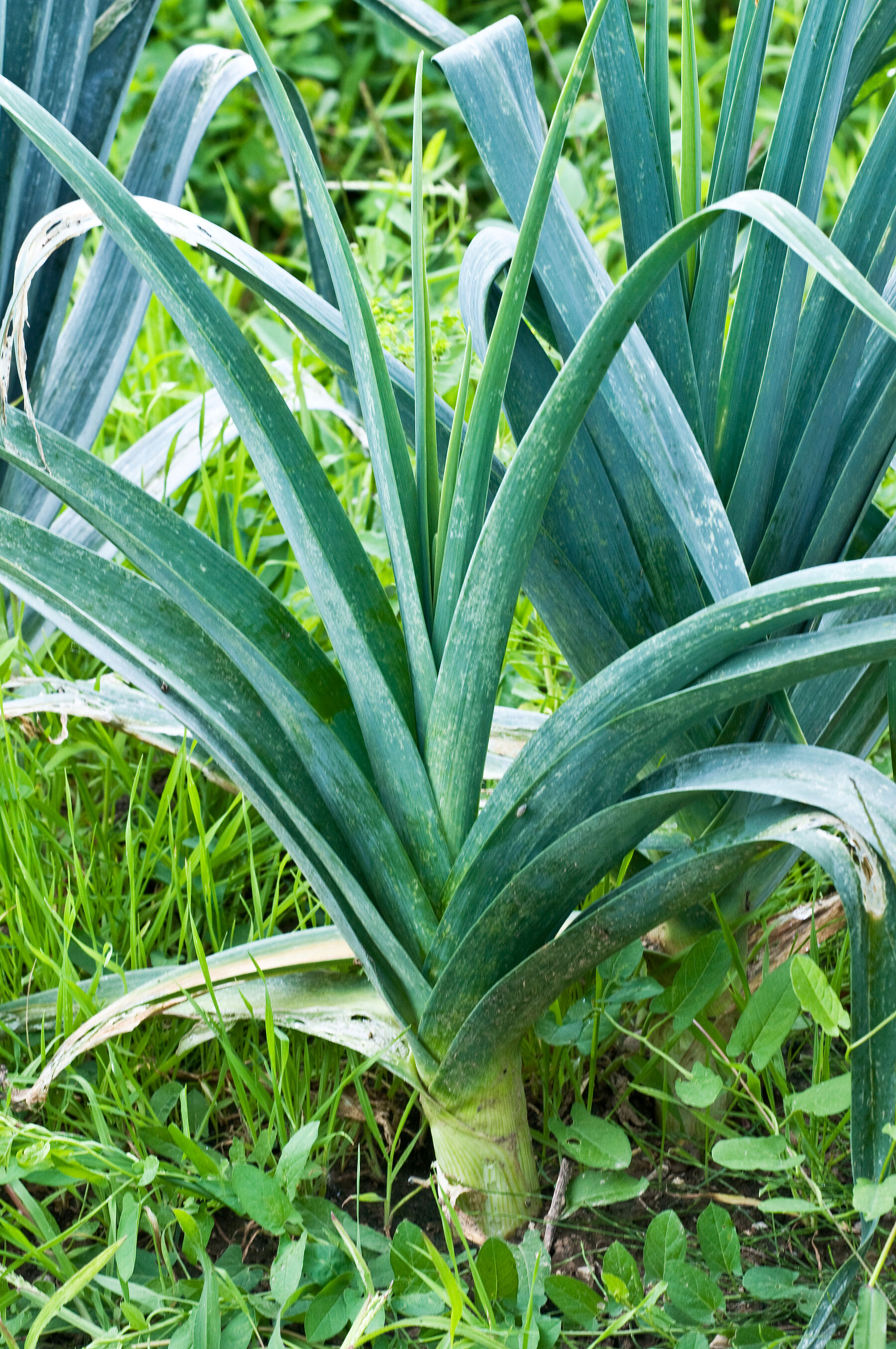 Onion thrips - Biocontrol, Damage and Life Cycle
