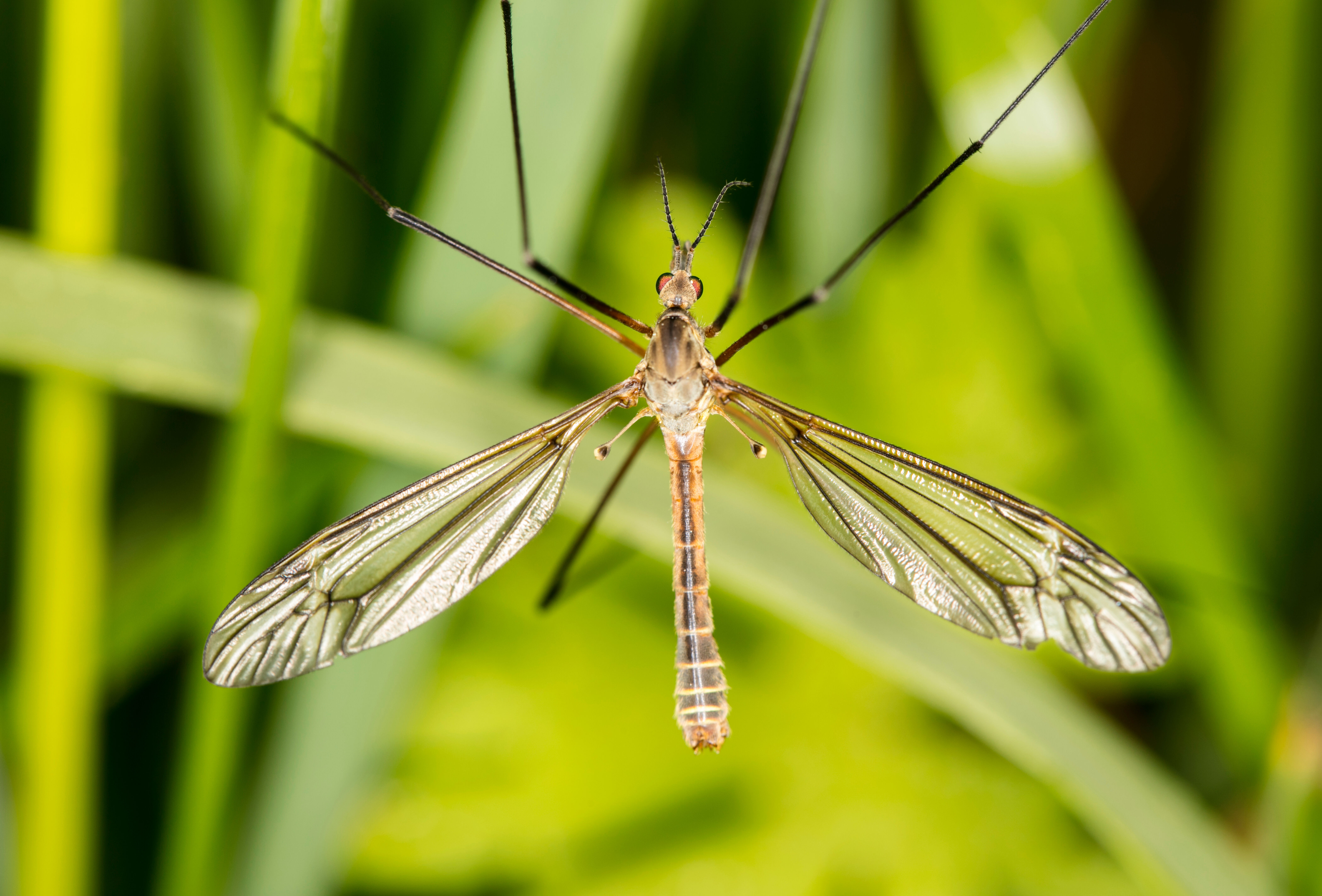 Crane flies - Biocontrol, Damage and Life Cycle