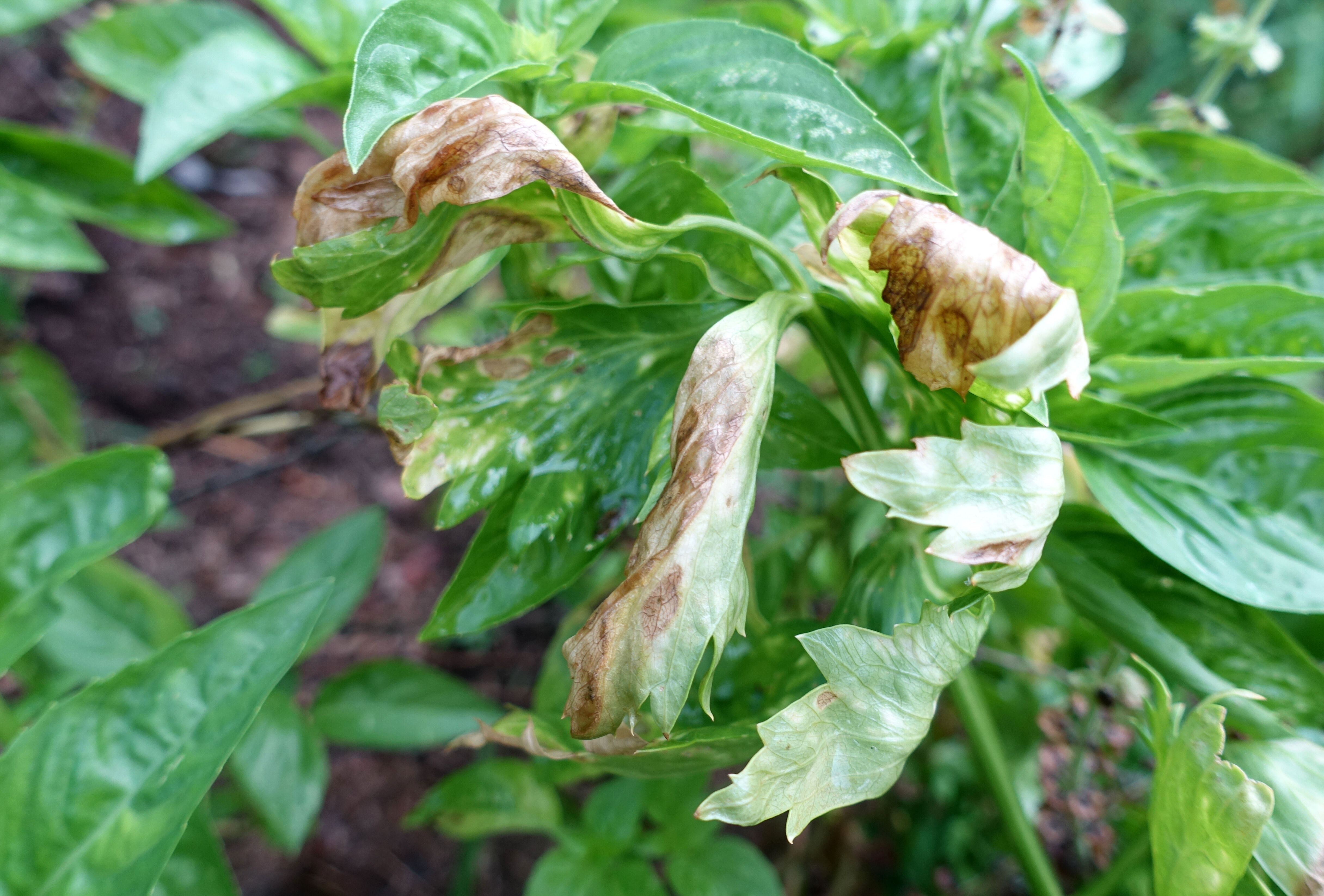 Early blight - Prevention, Control and Damage