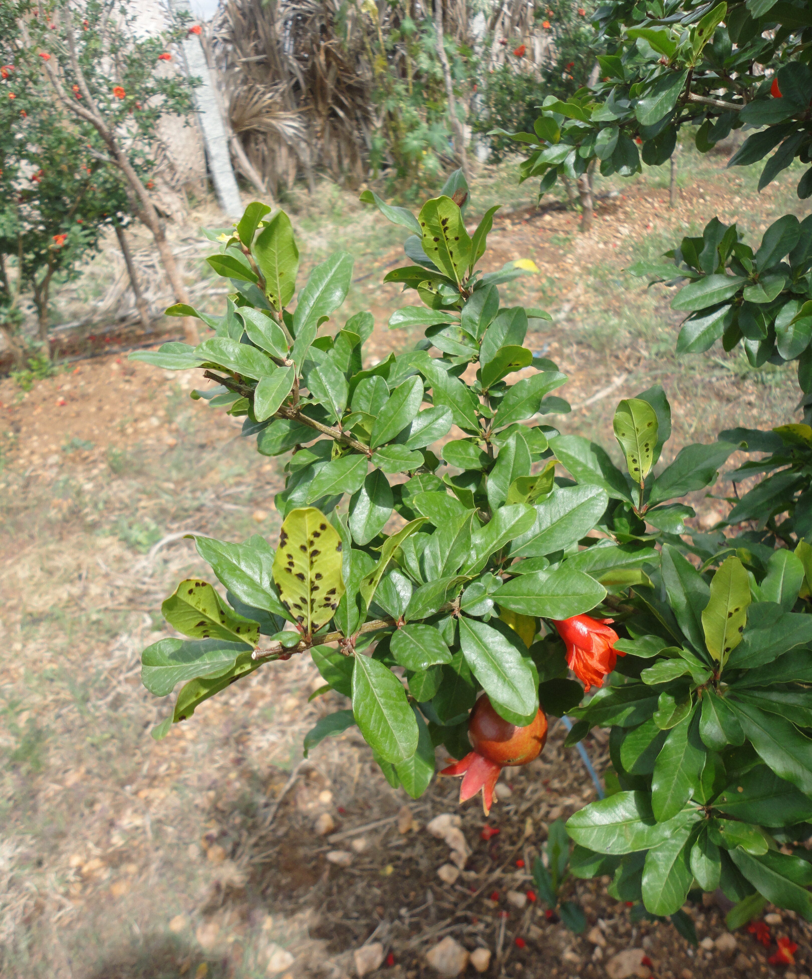Pomegranate bacterial blight - Prevention, Control and Damage