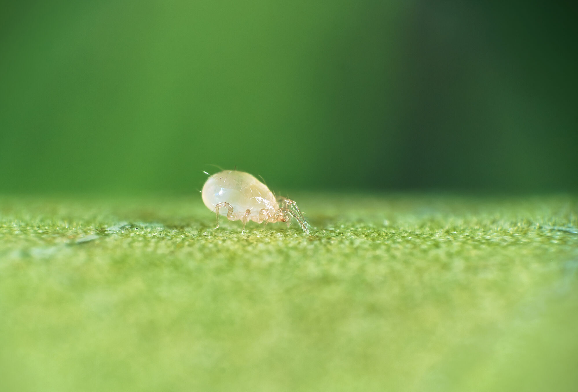 Predatory Mites for Pest Control
