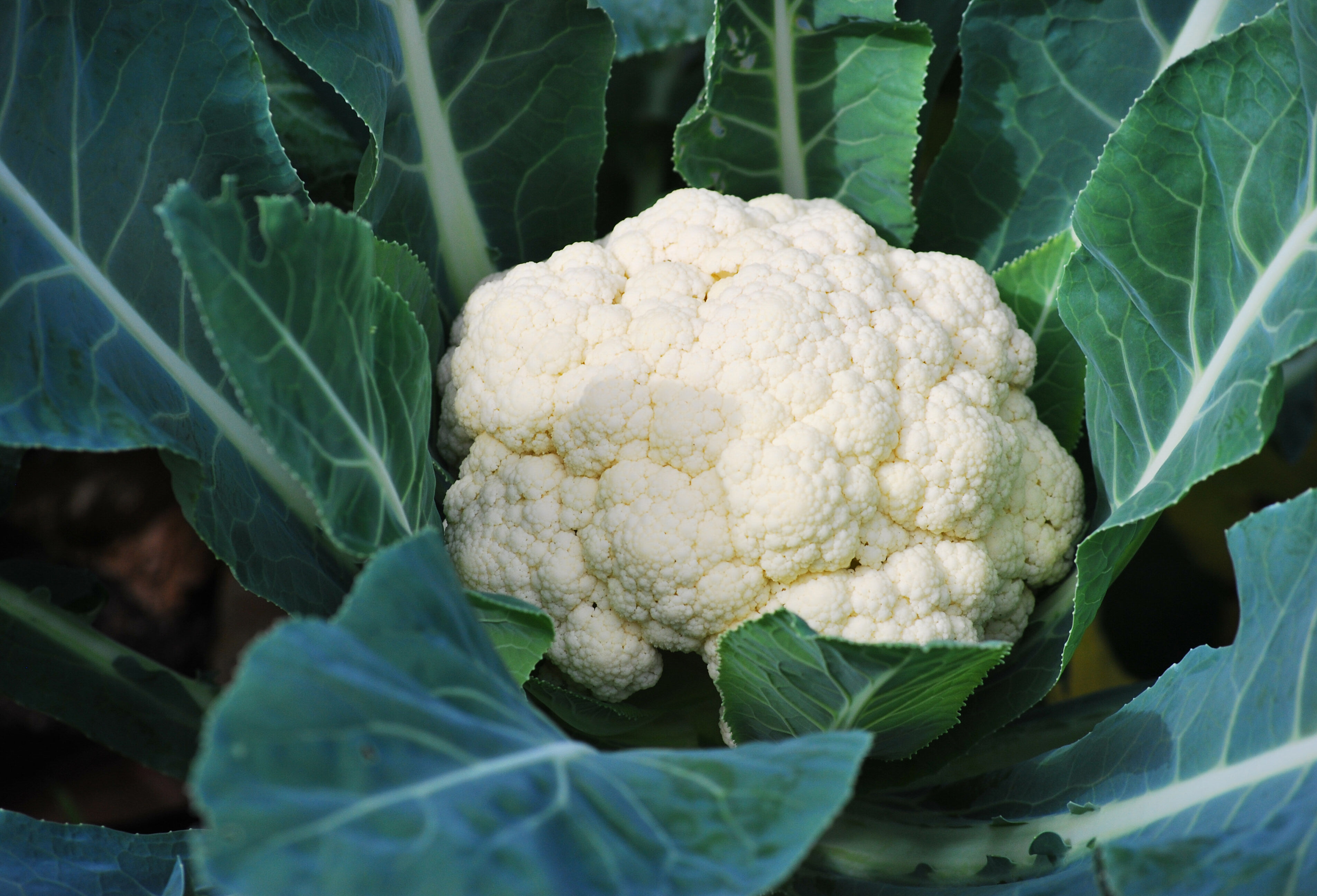 Cauliflower | Koppert India