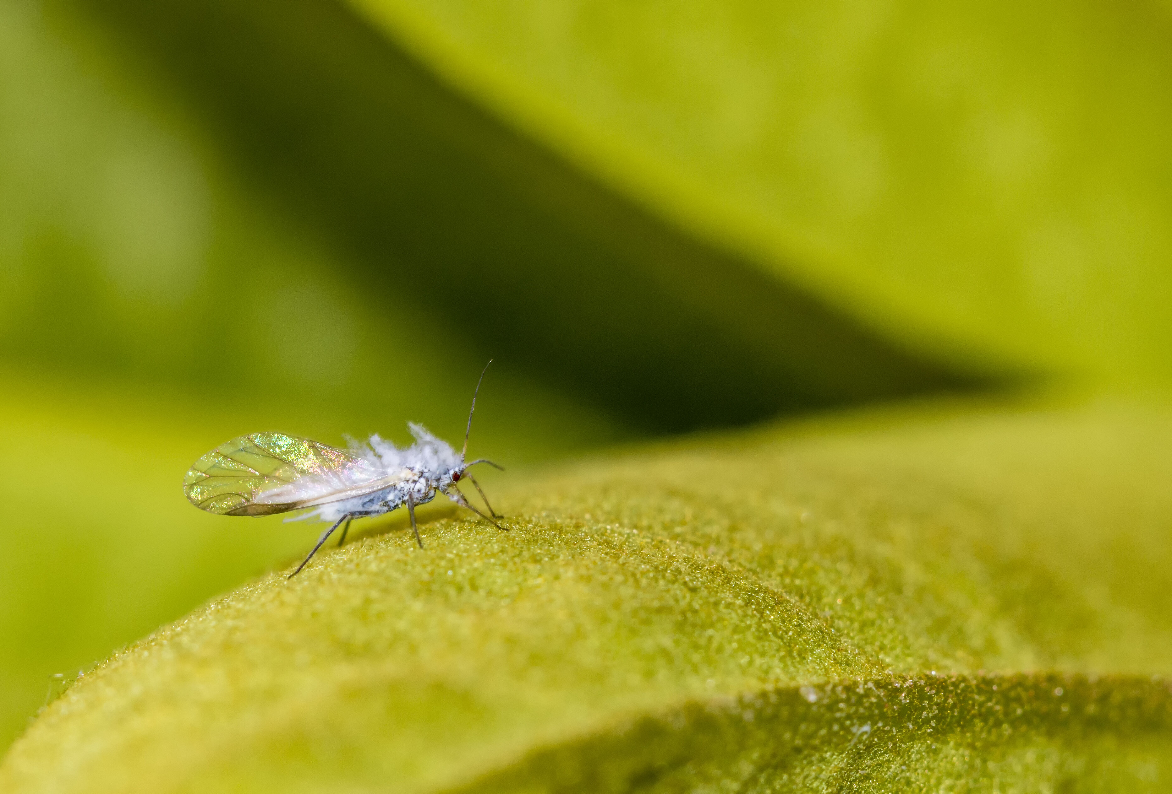 Woolly apple aphid - Biocontrol, Damage and Life Cycle