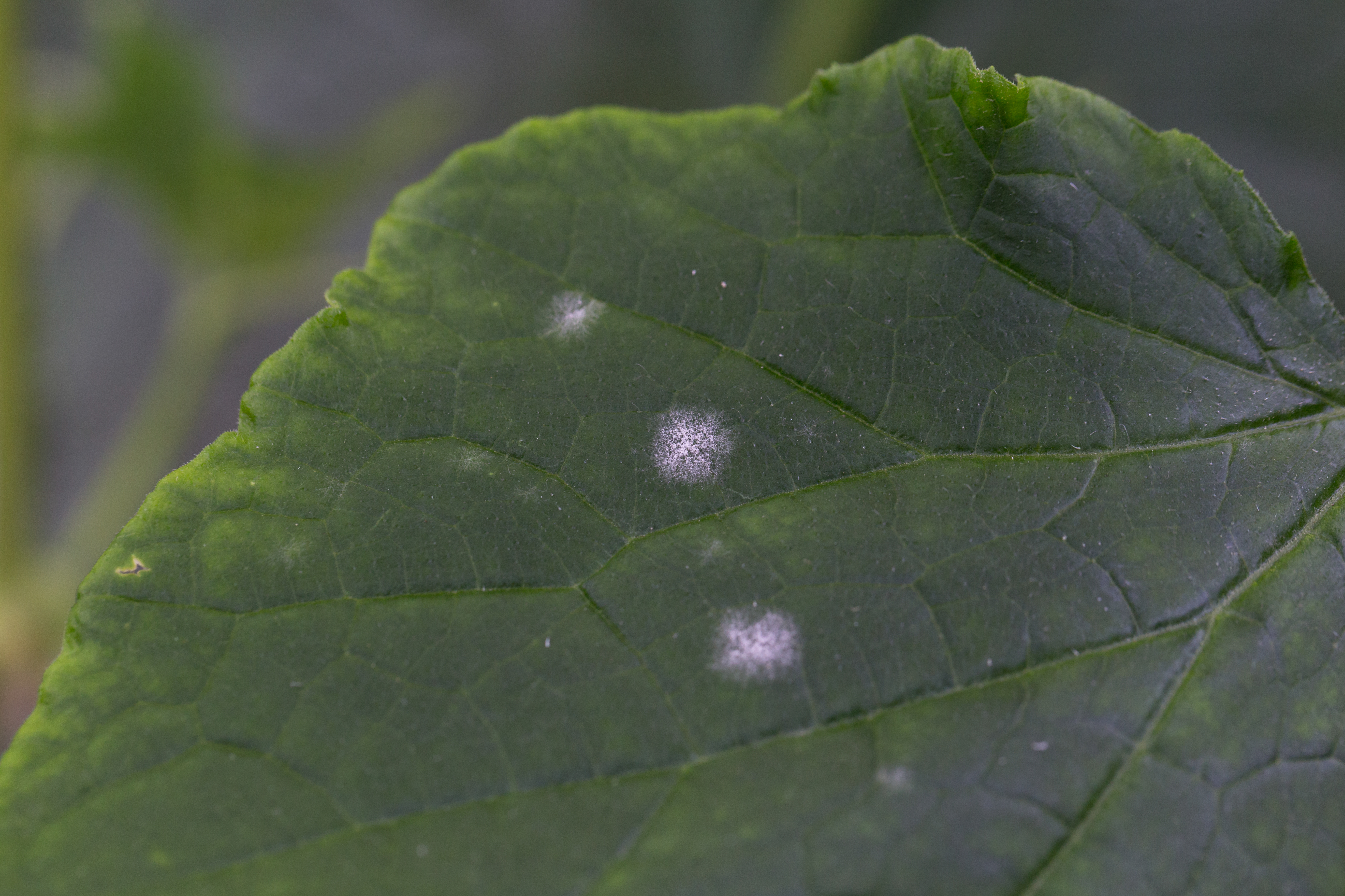 Powdery mildew - Prevention, Control and Damage