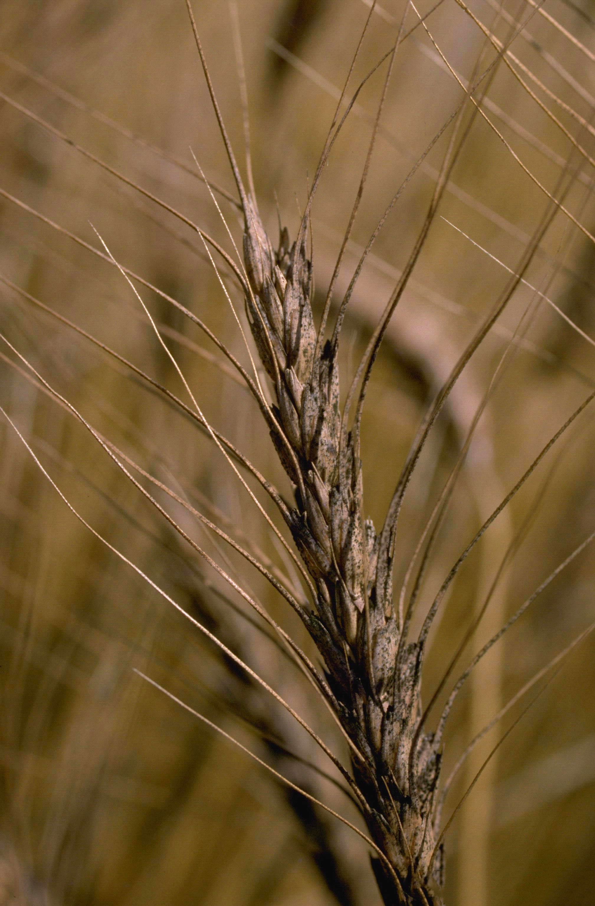 Fusarium head blight or scab - Prevention, Control and Damage