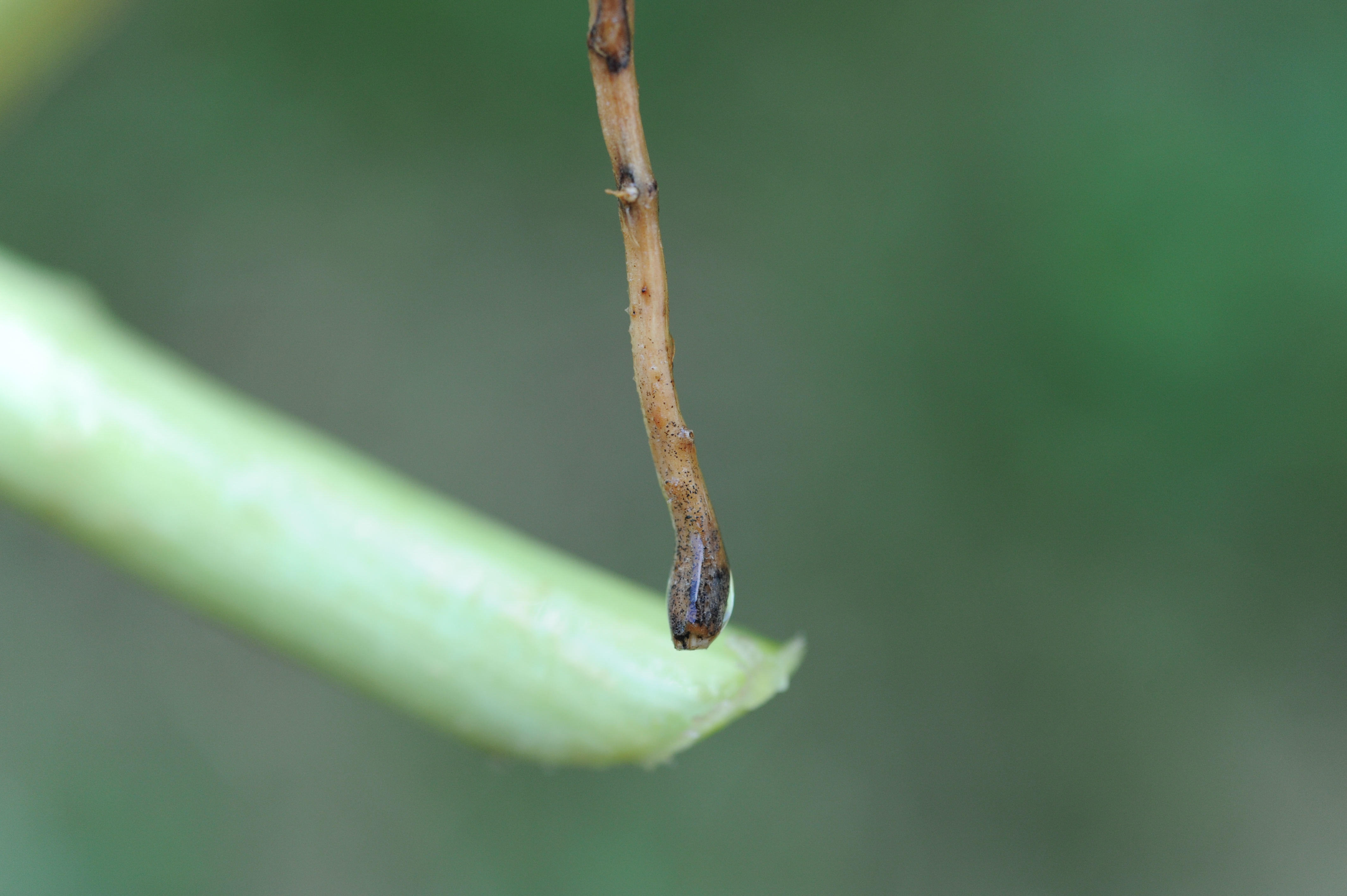 Black root rot of cucurbits - Prevention, Control and Damage