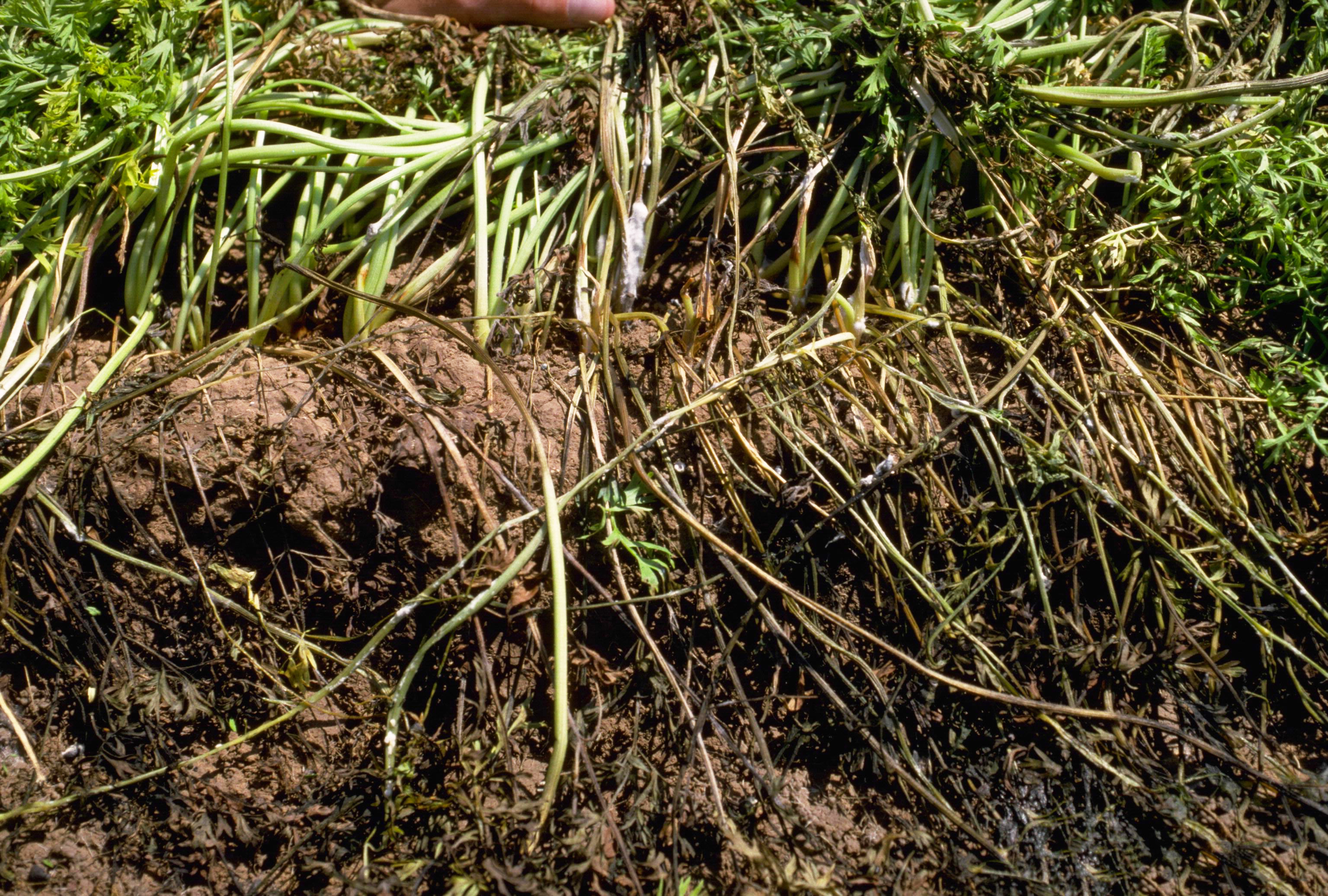 Cottony soft rot - Prevention, Control and Damage