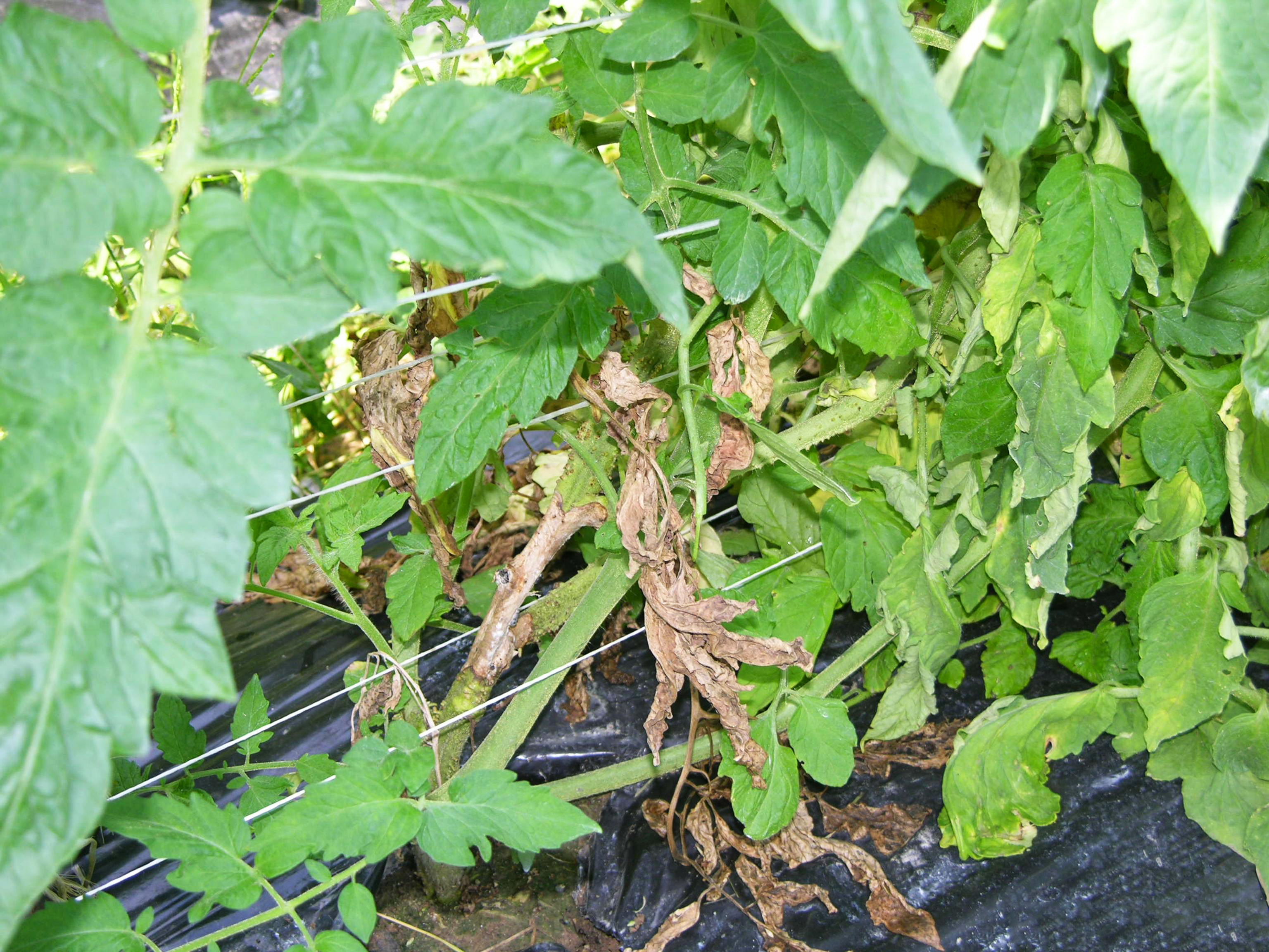 Cottony soft rot - Prevention, Control and Damage