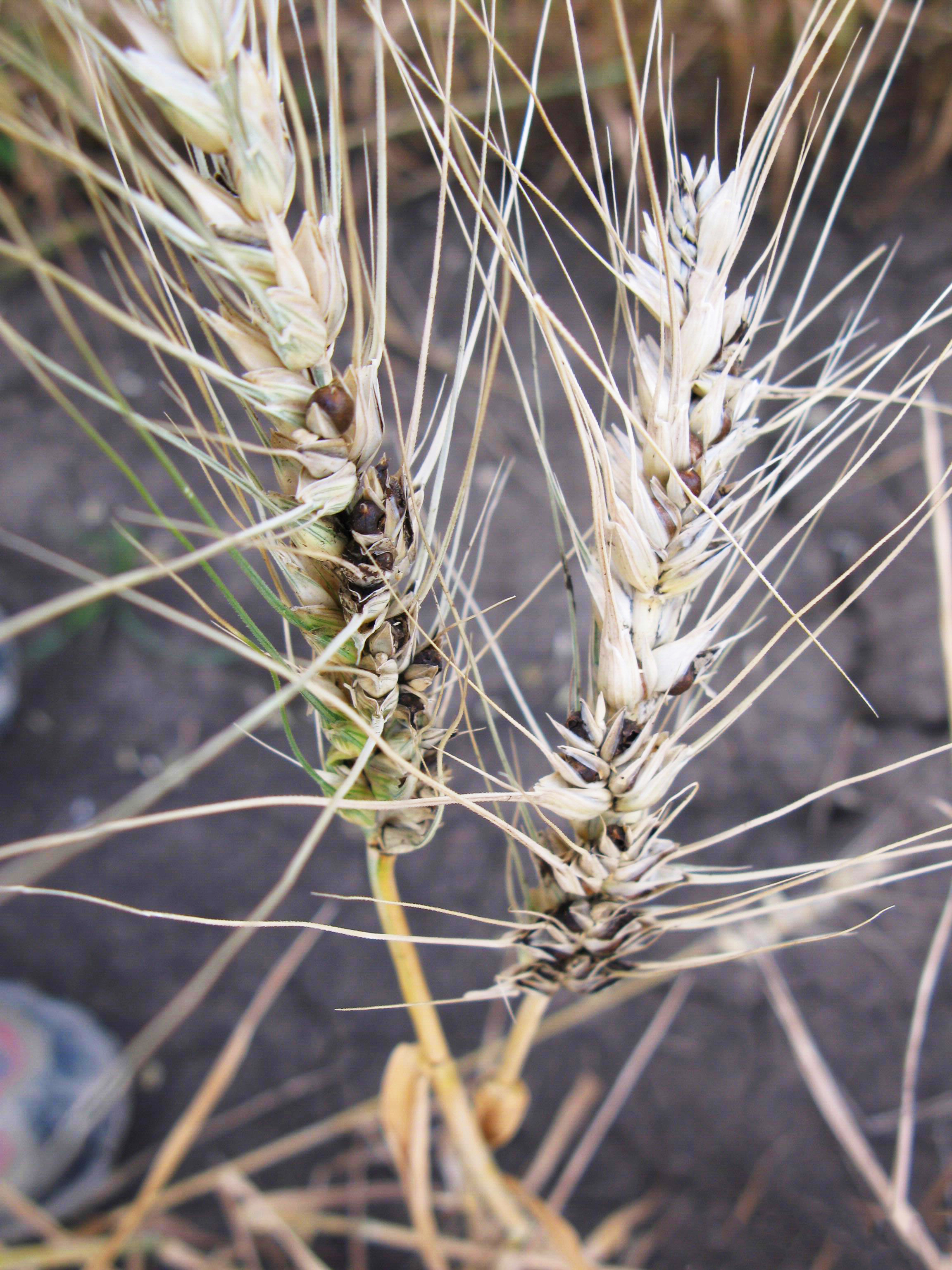 Dwarf bunt - Prevention, Control and Damage