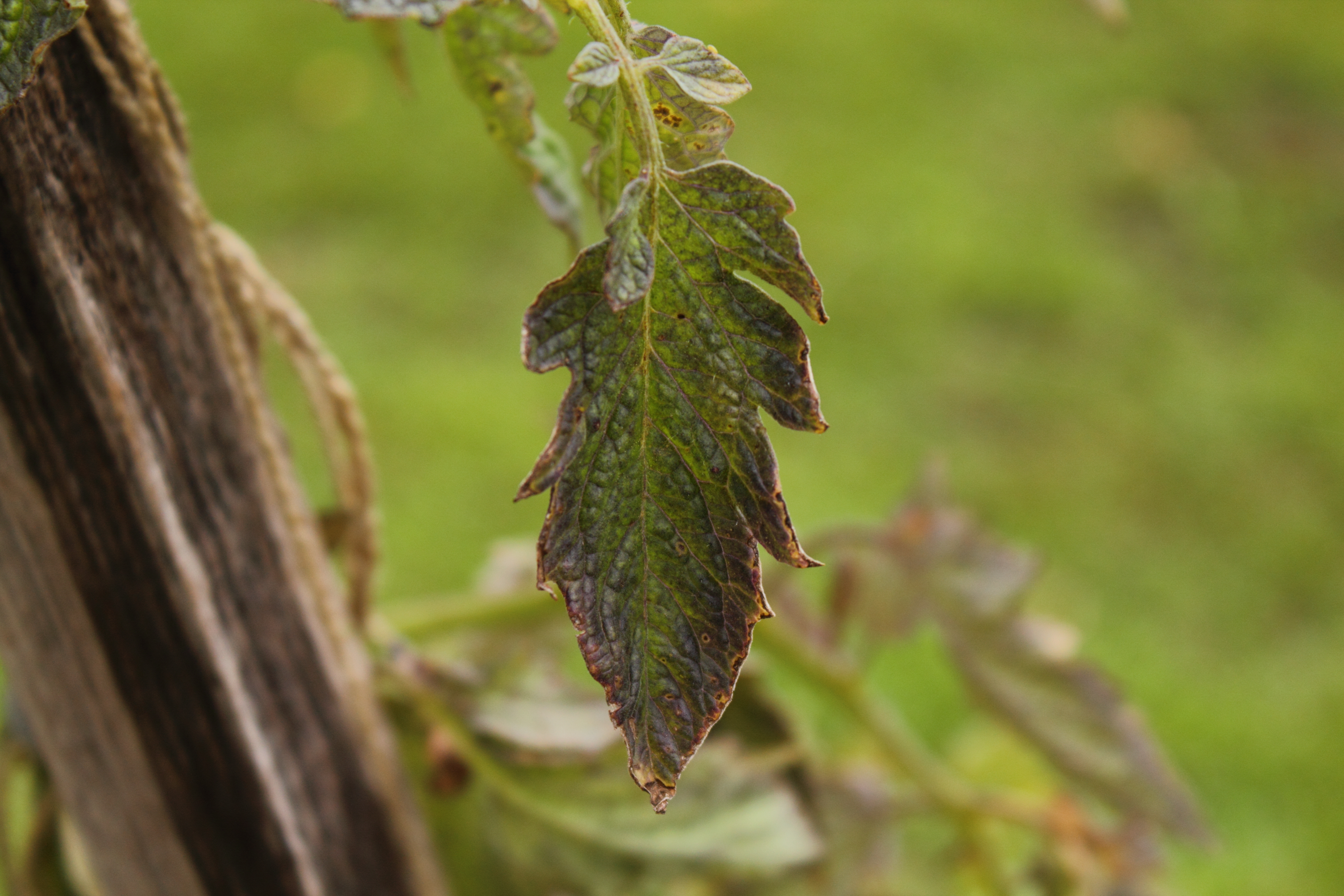 Verticillium wilt - Prevention, Control and Damage