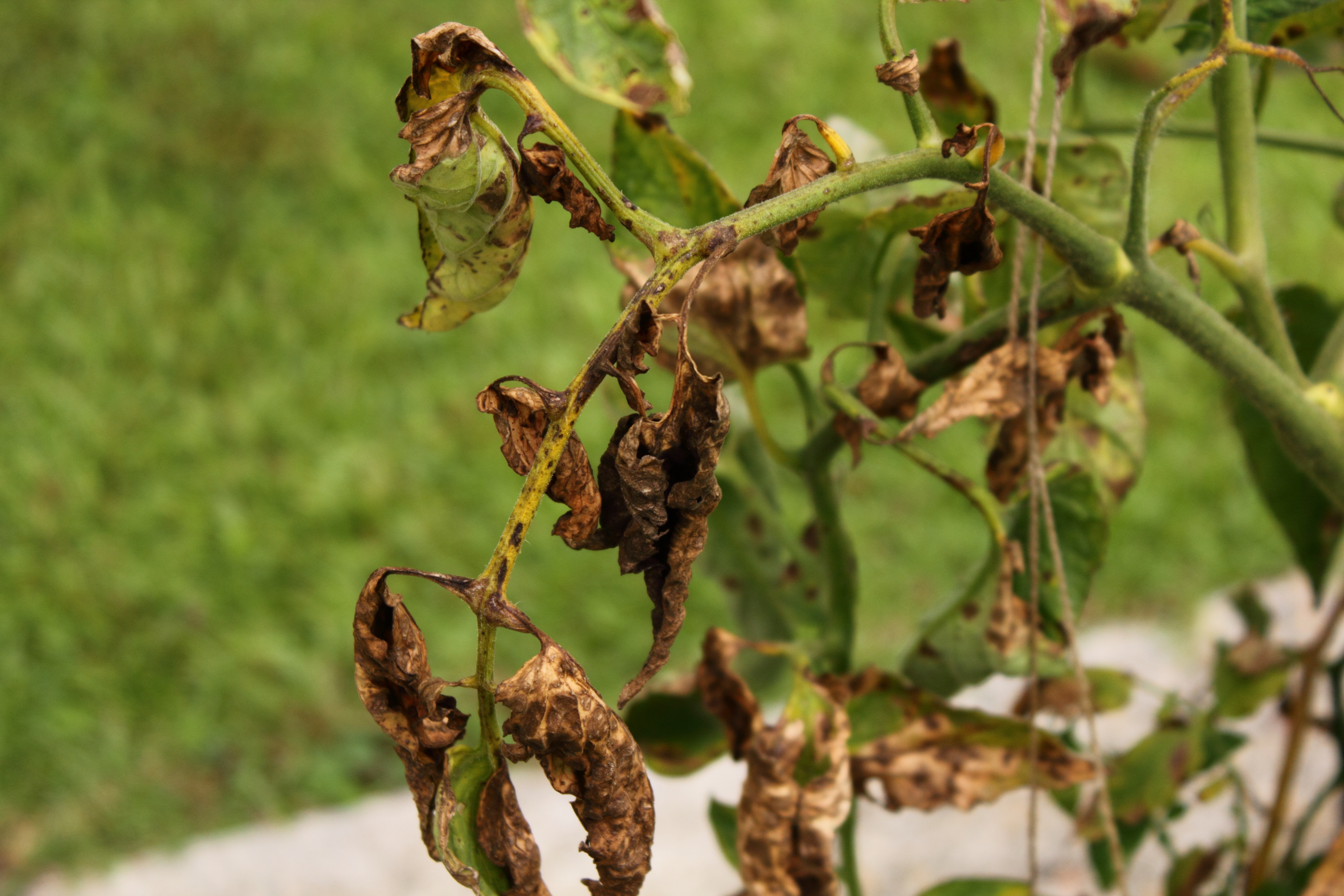 Verticillium wilt - Prevention, Control and Damage