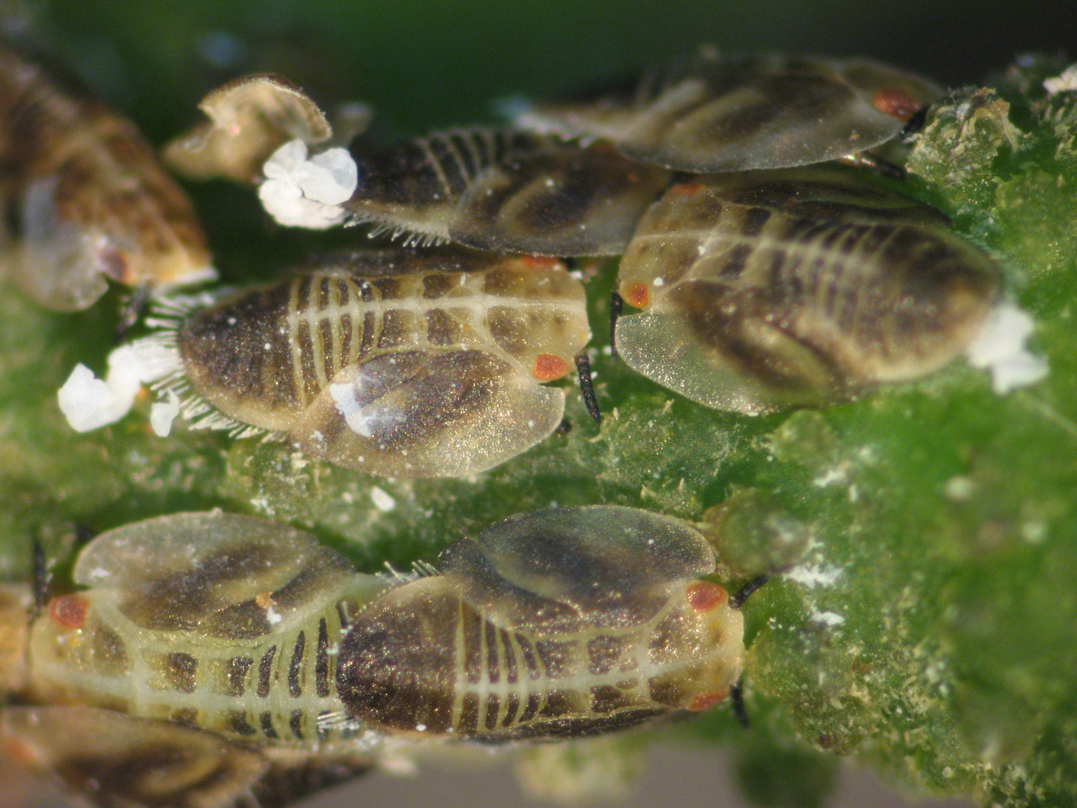 Asian citrus psyllid - Biocontrol, Damage and Life Cycle