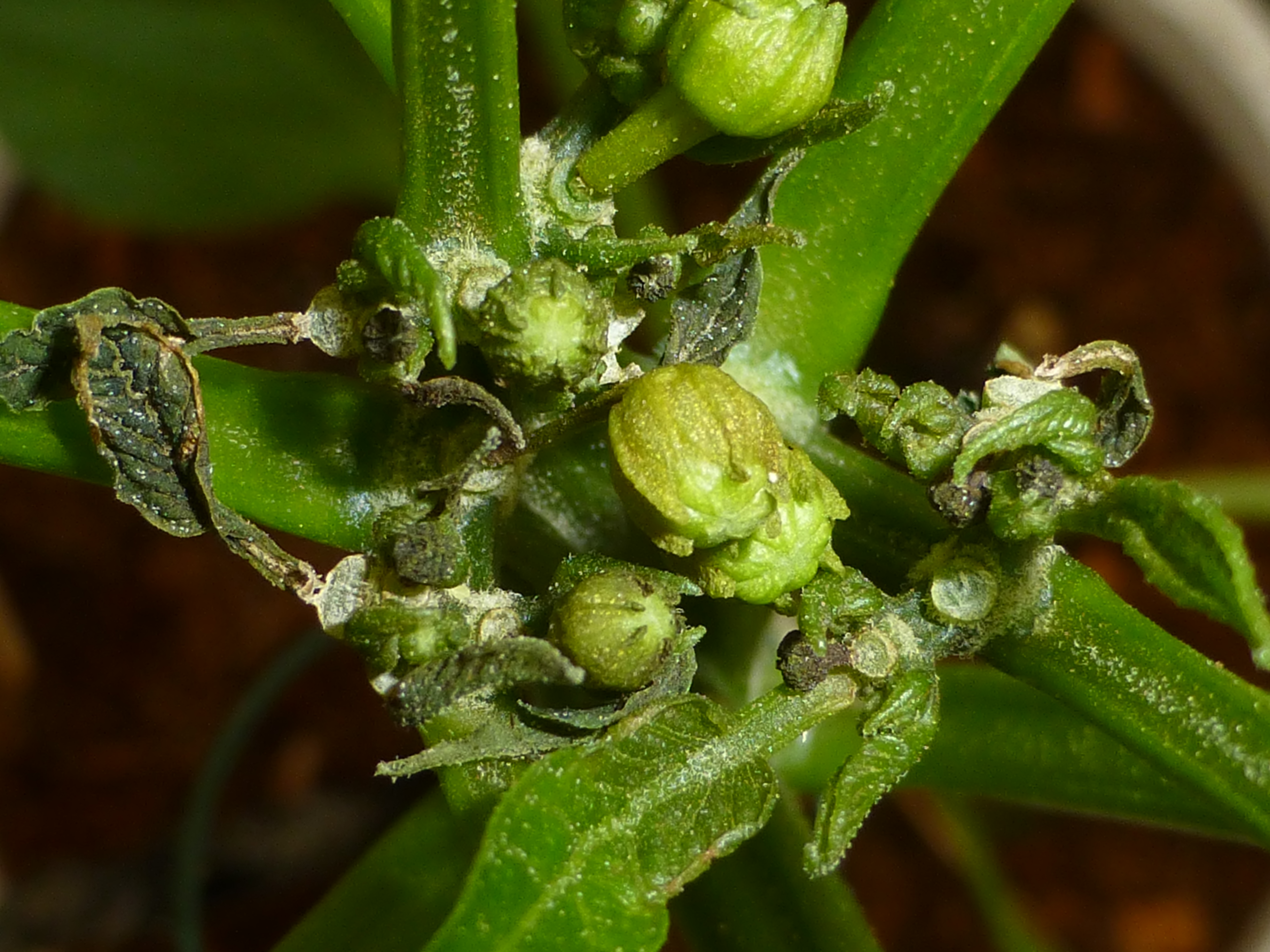 Broad mite - Biocontrol, Damage and Life Cycle