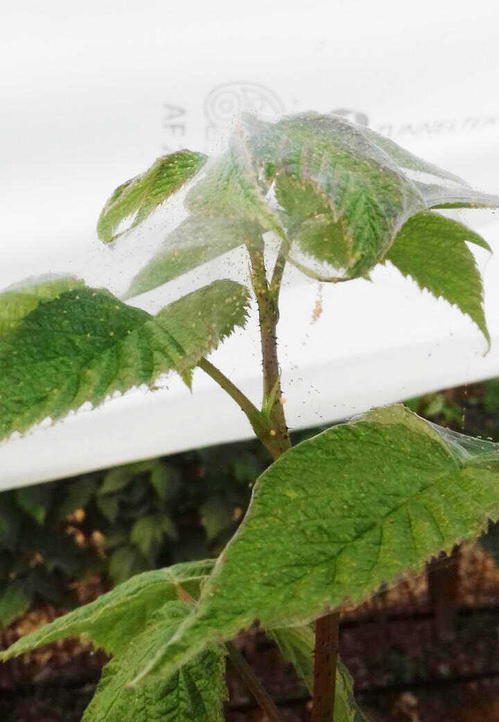 Two-spotted spider mite - Biocontrol, Damage and Life Cycle
