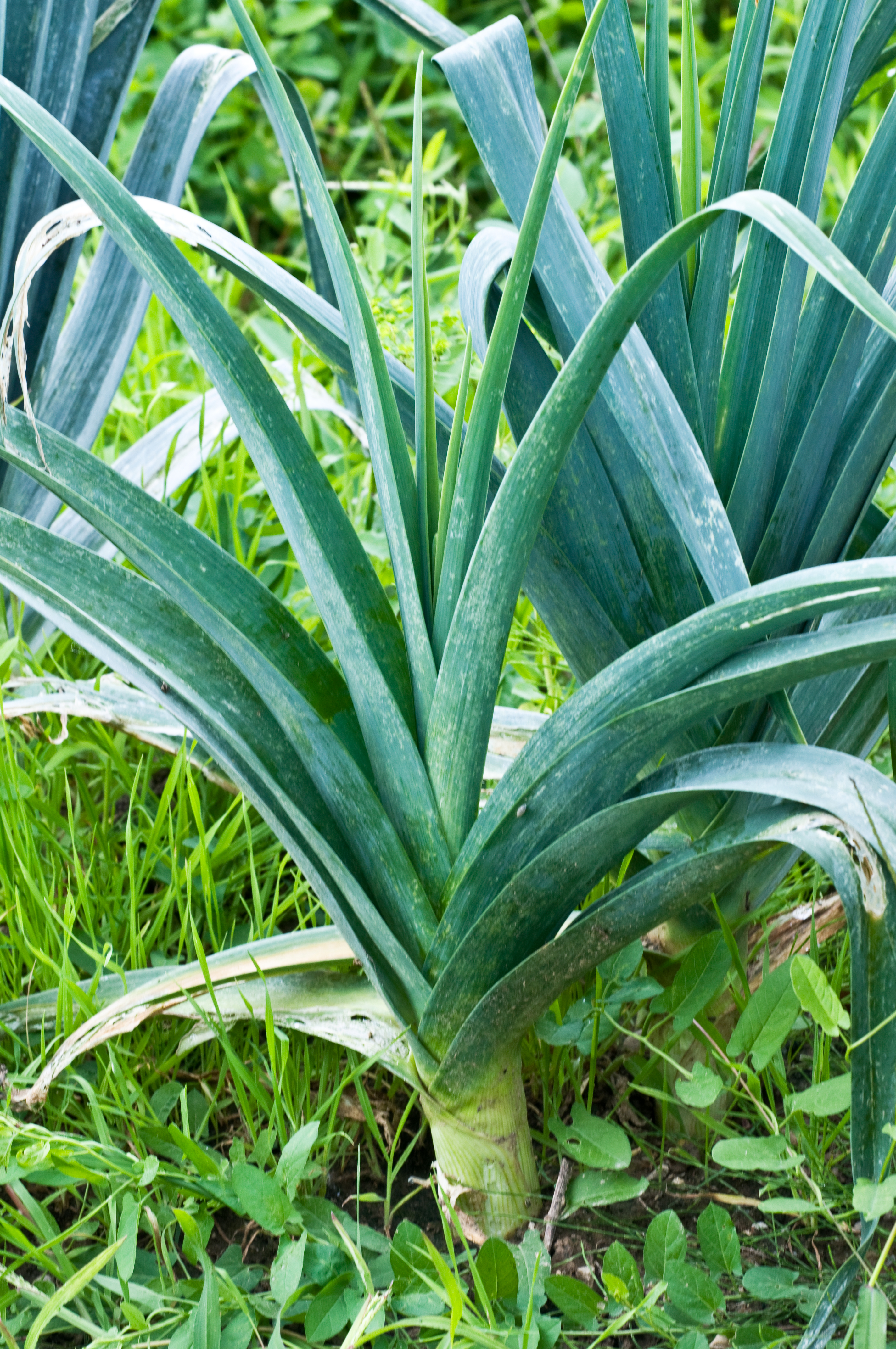 Onion thrips - Biocontrol, Damage and Life Cycle
