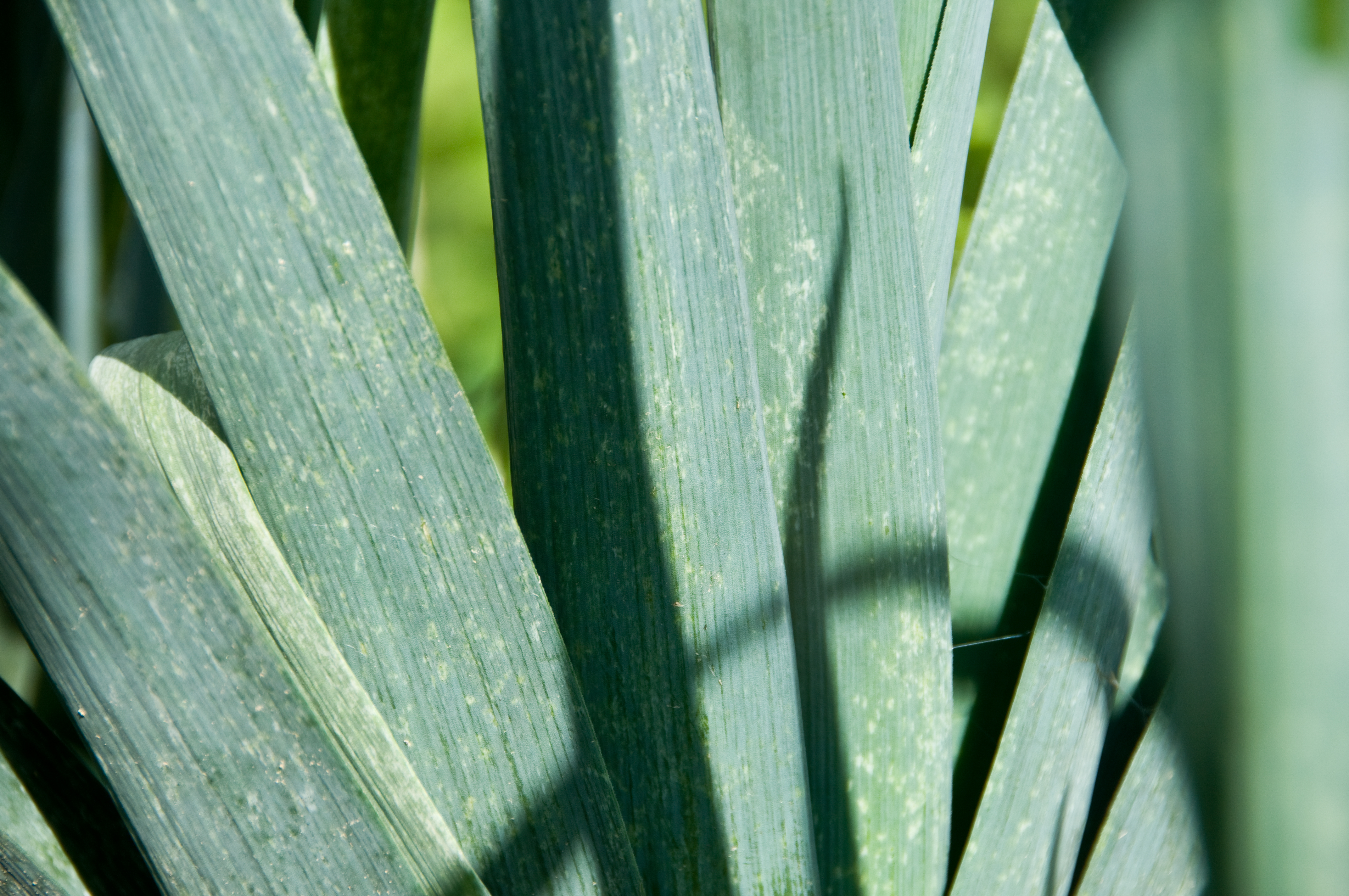 Onion thrips - Biocontrol, Damage and Life Cycle